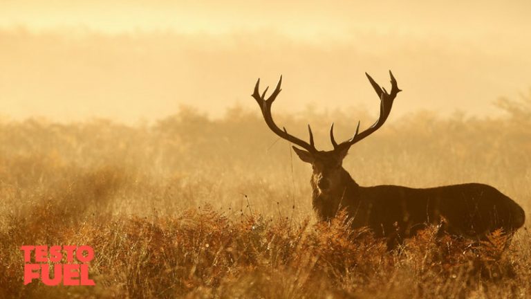 Does Deer Antler Velvet Boost Testosterone? - TestoFuel Blog