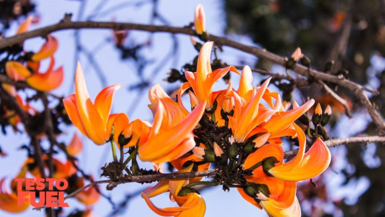 Does Butea Superba Increase Testosterone? - TestoFuel Blog