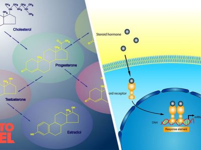 Dietary Cholesterol Testosterone Archives - TestoFuel Blog